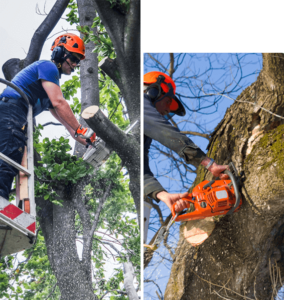 Tree Lopping Brisbane & Surrounds | Brisbane Treeworx