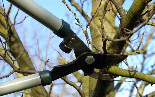 How To Avoid Tree Pruning Mistakes | Brisbane Treeworx