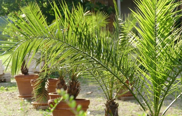 How to Spot Diseased Palm Trees Early in Brisbane